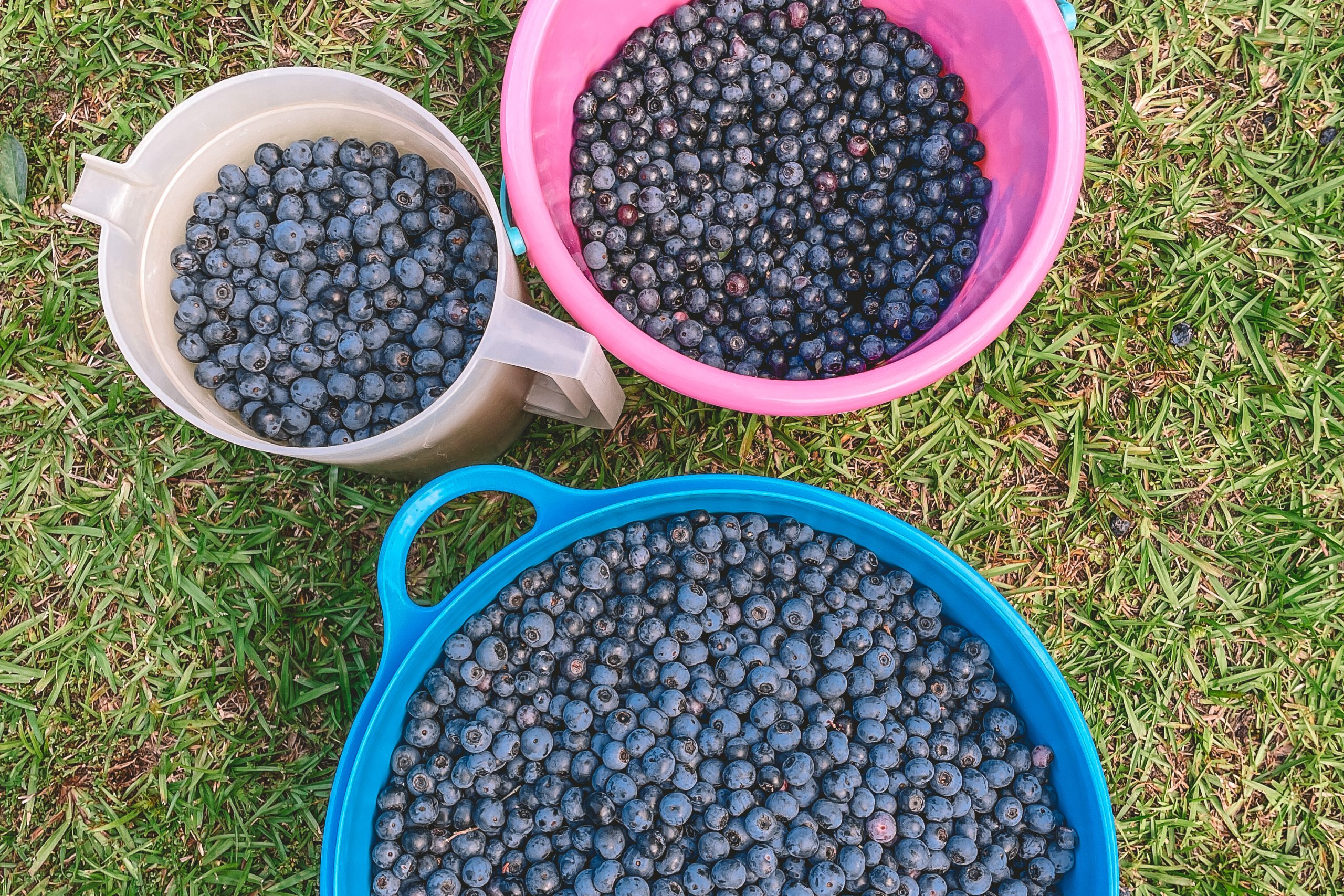 Picking Fresh Blueberries - Turner County Project