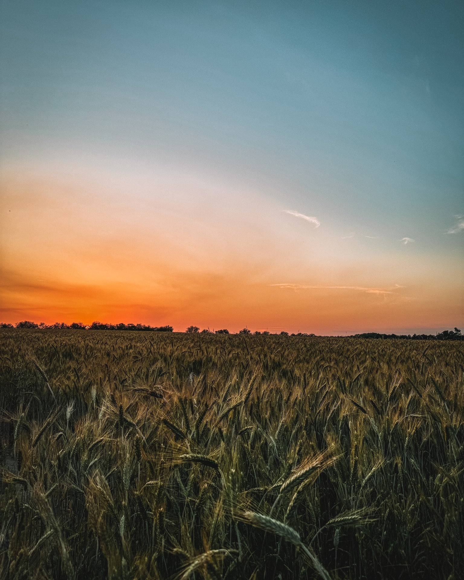 Rye Field Gradient